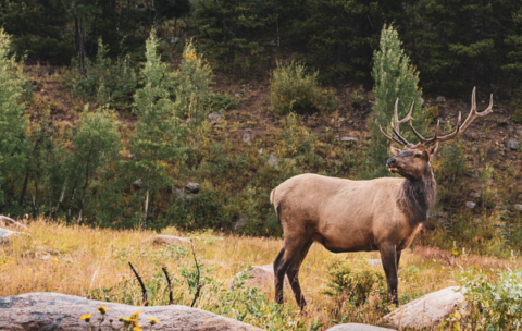 Hunting in Costilla County, Colorado - e24land.com